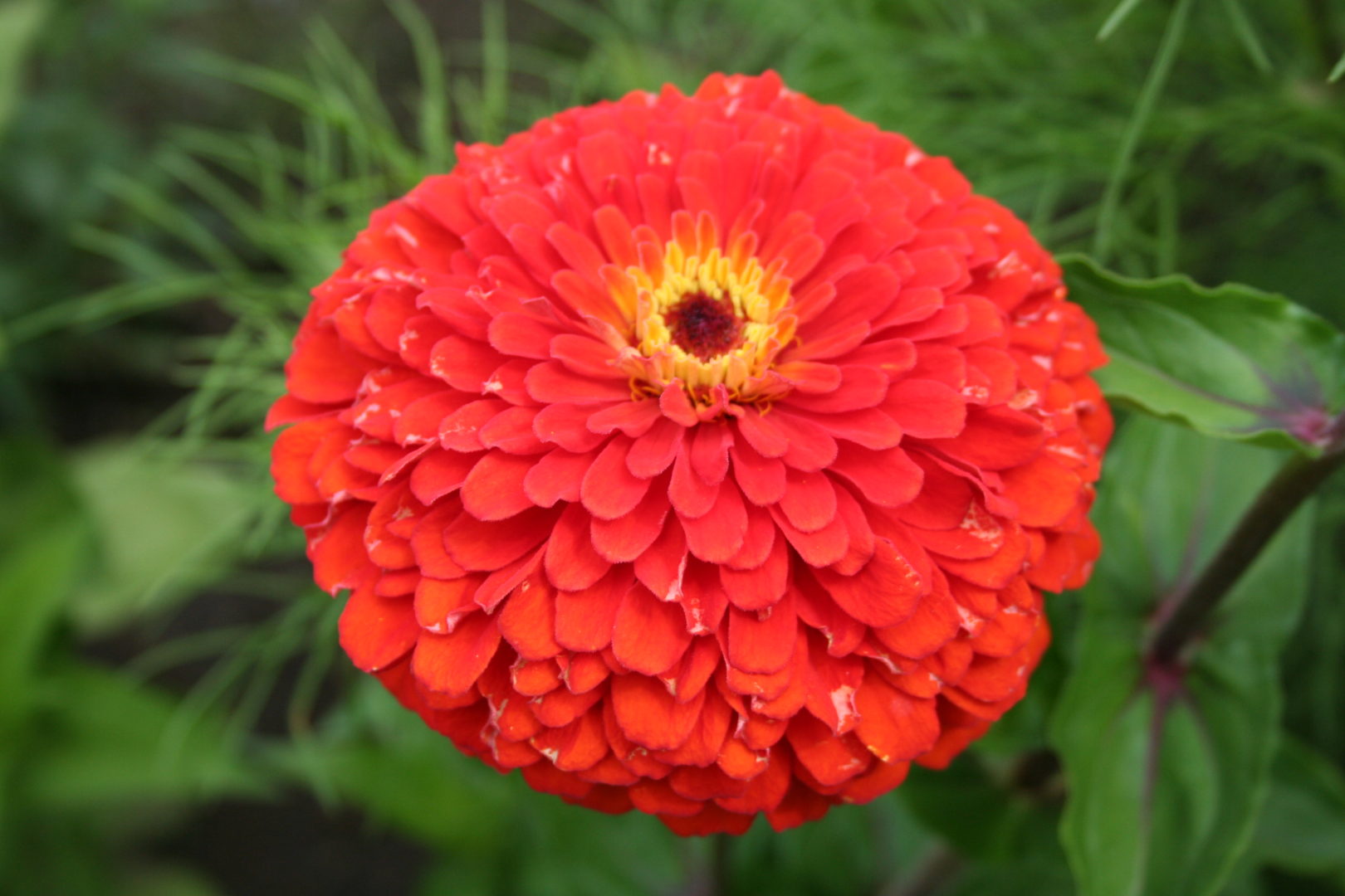 Pohár Flory Olomouc 2023 - floristická soutěž | Floristika – web plný ...