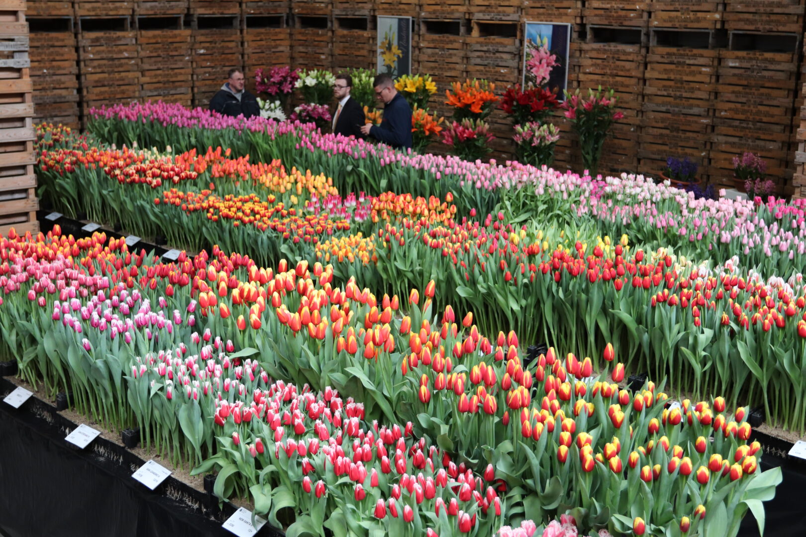 Tulip Trade Event 2024 | Floristika – web plný inspirace pro floristy a ...